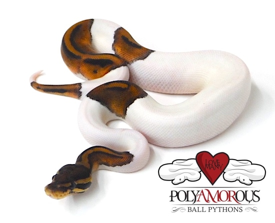 Black Pastel Pied Het VPI Axanthic Ball Python by Polyamorous Ball Pythons