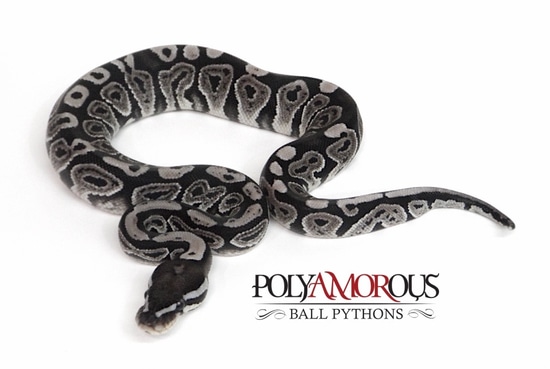 VPI Axanthic Super Huffman Ball Python by Polyamorous Ball Pythons