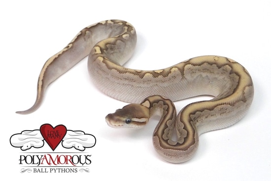 Bamboo Black Pastel DH VPI Axanthic Pied Ball Python by Polyamorous ...