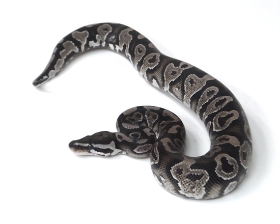 VPI Axanthic Yellow Belly Ball Python by Polyamorous Ball Pythons