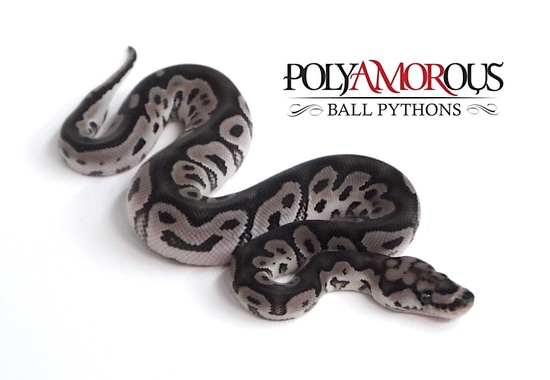VPI Axanthic Clown Het Pied Ball Python by Polyamorous Ball Pythons