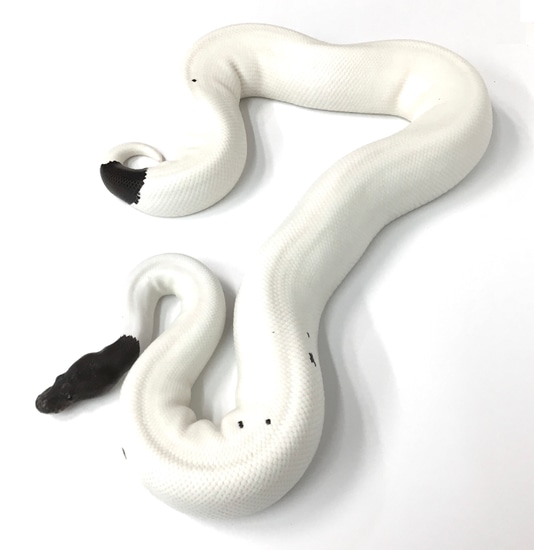 Panda Pied Het VPI Axanthic Ball Python by Polyamorous Ball Pythons