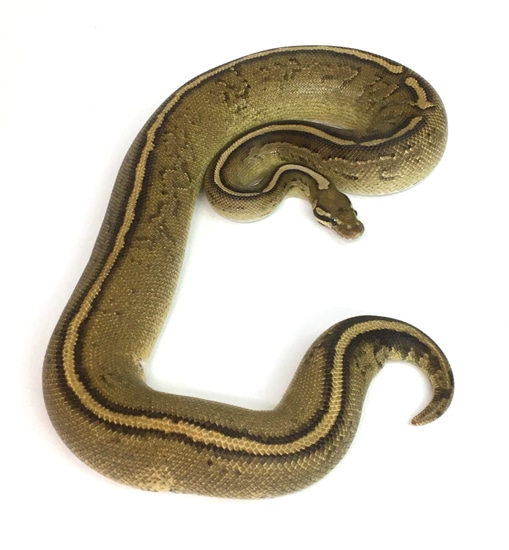 Black Pastel Fire Yellowbelly DH VPI Axanthic Pied Ball Python by ...