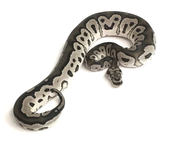 VPI Axanthic Clown Het Pied Ball Python by Polyamorous Ball Pythons