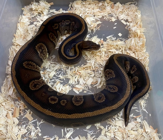 Super Quake Het Black Lace Ball Python by Polyamorous Ball Pythons