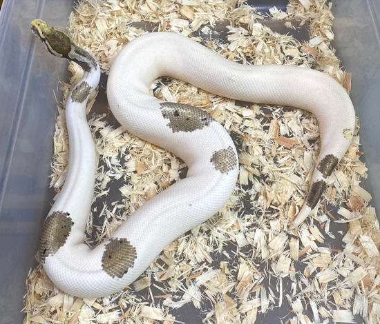 VPI Axanthic Black Pastel Bamboo Pied Ball Python by Polyamorous Ball ...