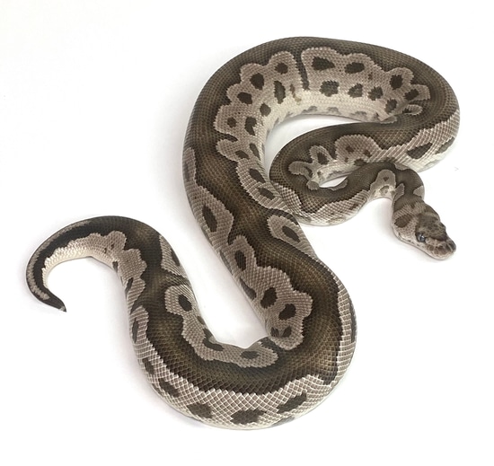 VPI Axanthic Clown Het Pied Ball Python by Polyamorous Ball Pythons