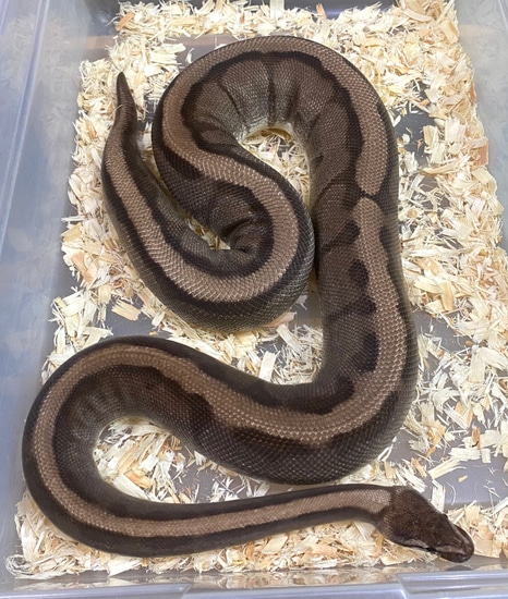 VPI Axanthic Genetic Stripe Ball Python by Polyamorous Ball Pythons