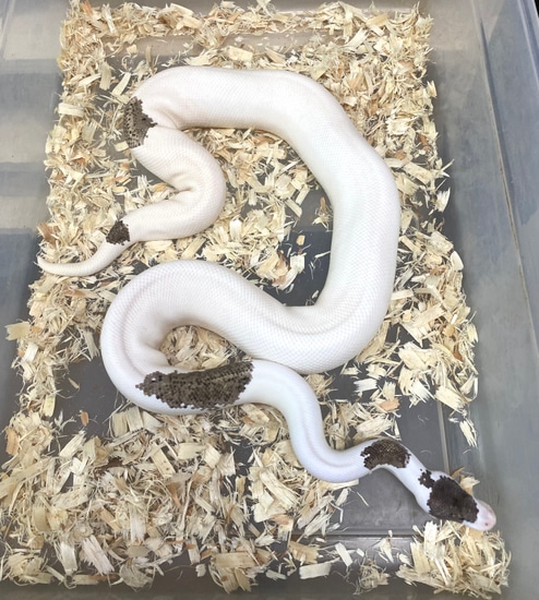 **Full Collection SALE** Ball Python by Polyamorous Ball Pythons