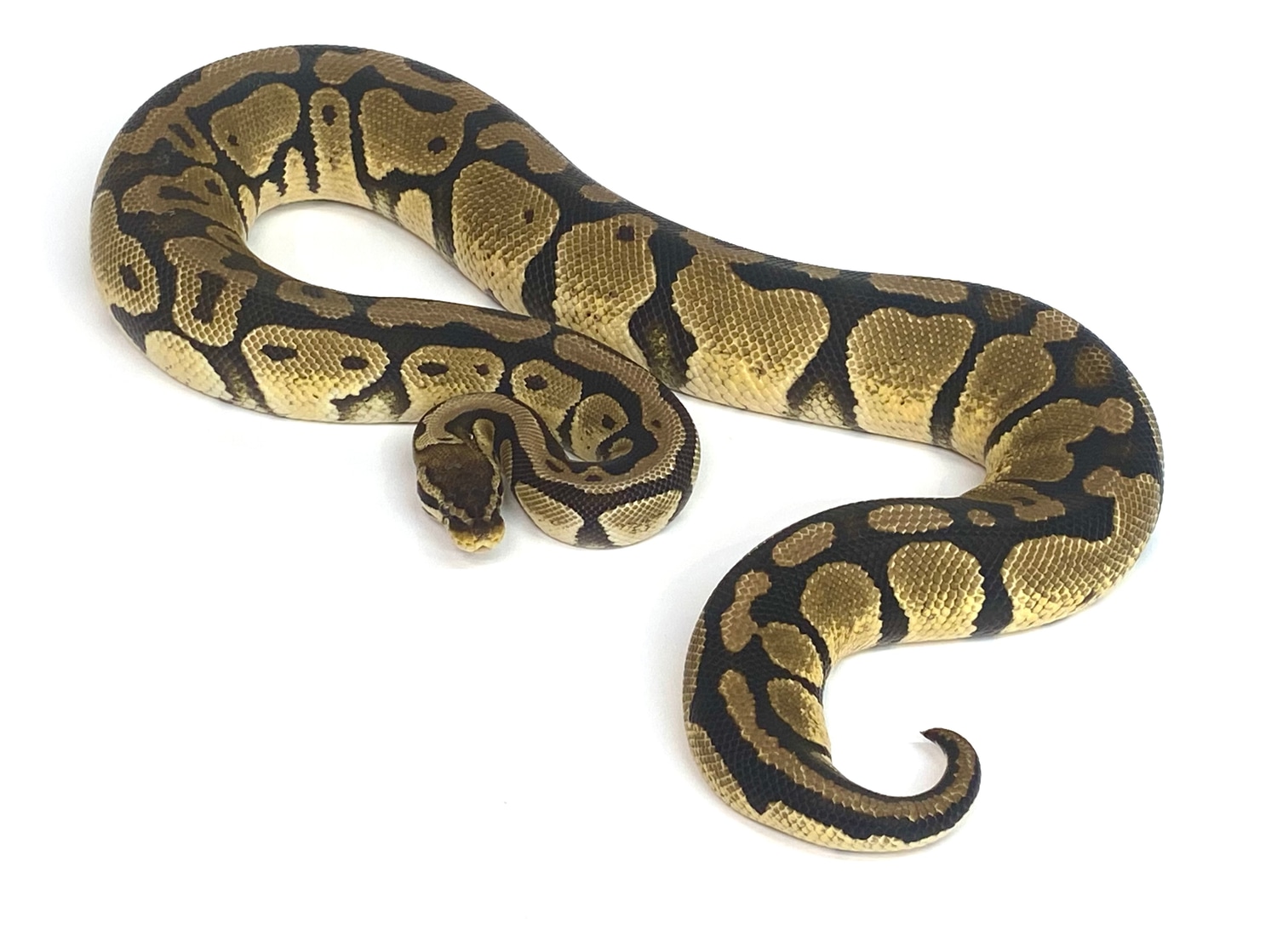Pastel TH VPI Axanthic/Clown/Pied