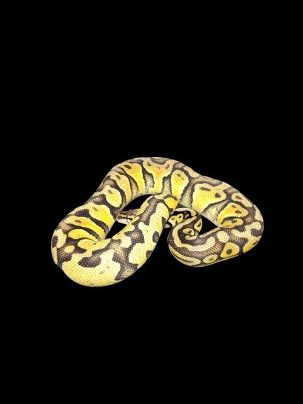 Super Pastel Leopard Ball Python by Rise Exotic Morphs - MorphMarket