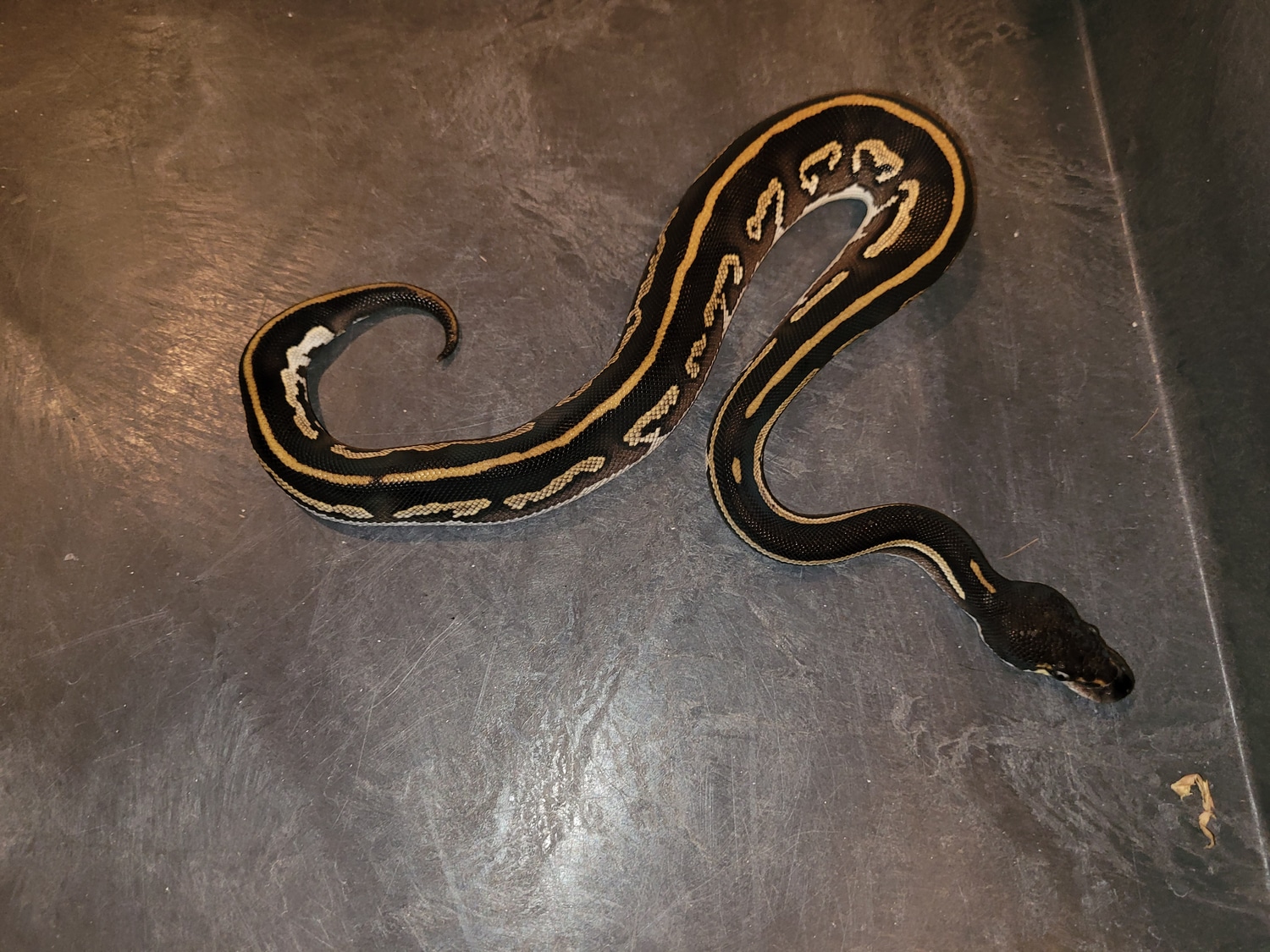 Leopard Blackhead Mojave Poss Confusion Ball Python by Rise Exotic ...