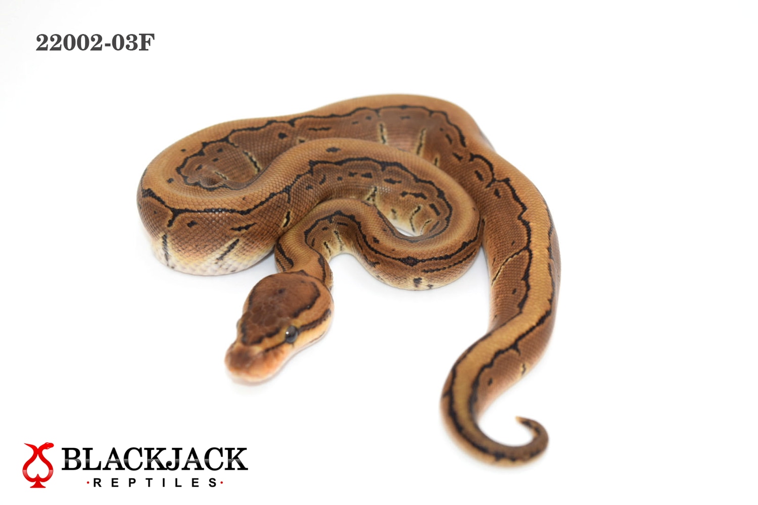 Pinstripe 50% Ph Clown Ball Python by Blackjack Reptiles - MorphMarket