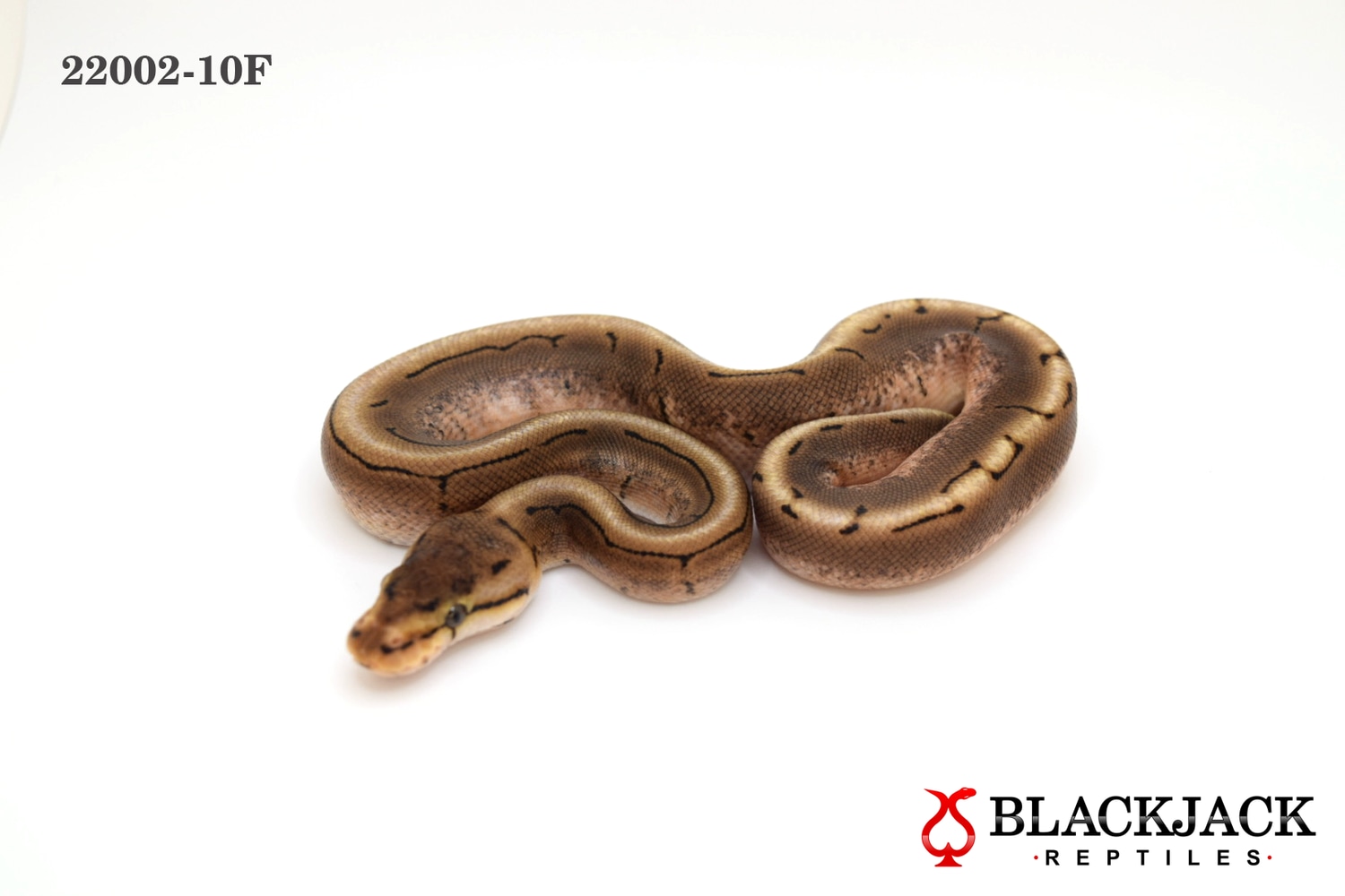 Spinner 50% Ph Clown Ball Python by Blackjack Reptiles - MorphMarket
