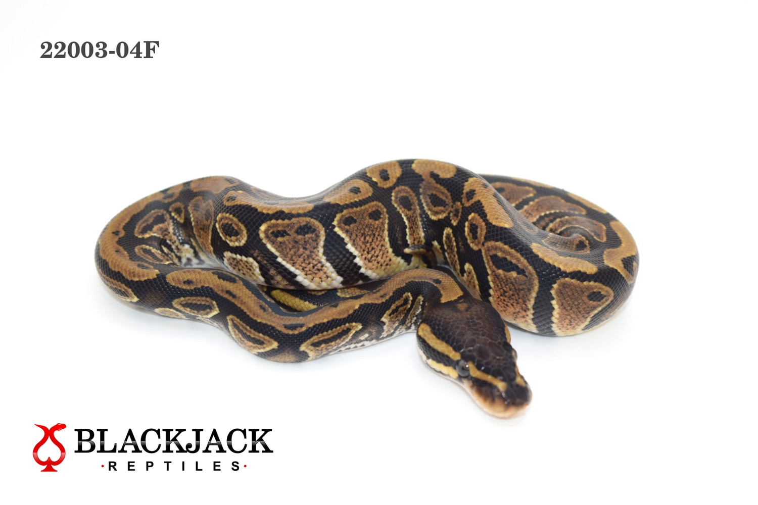 Normal 66% Het Clown **FREE SHIPPING** Ball Python by Blackjack ...