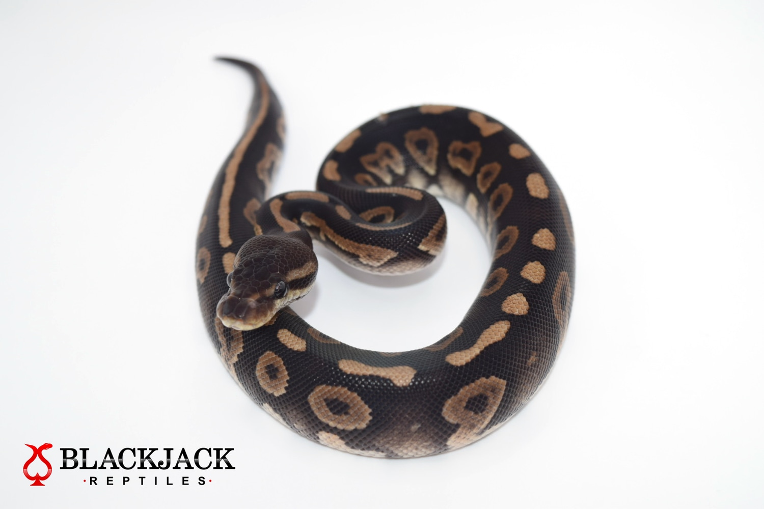 Black Pastel Chocolate Het Desert Ghost Post Het Hypo Ball Python by ...