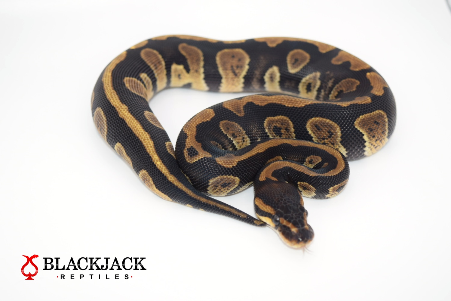 Chocolate Het Desert Ghost Pos Het Hypo Ball Python by Blackjack ...
