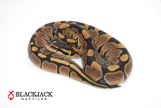100% Het Ultramel Ball Python by Blackjack Reptiles