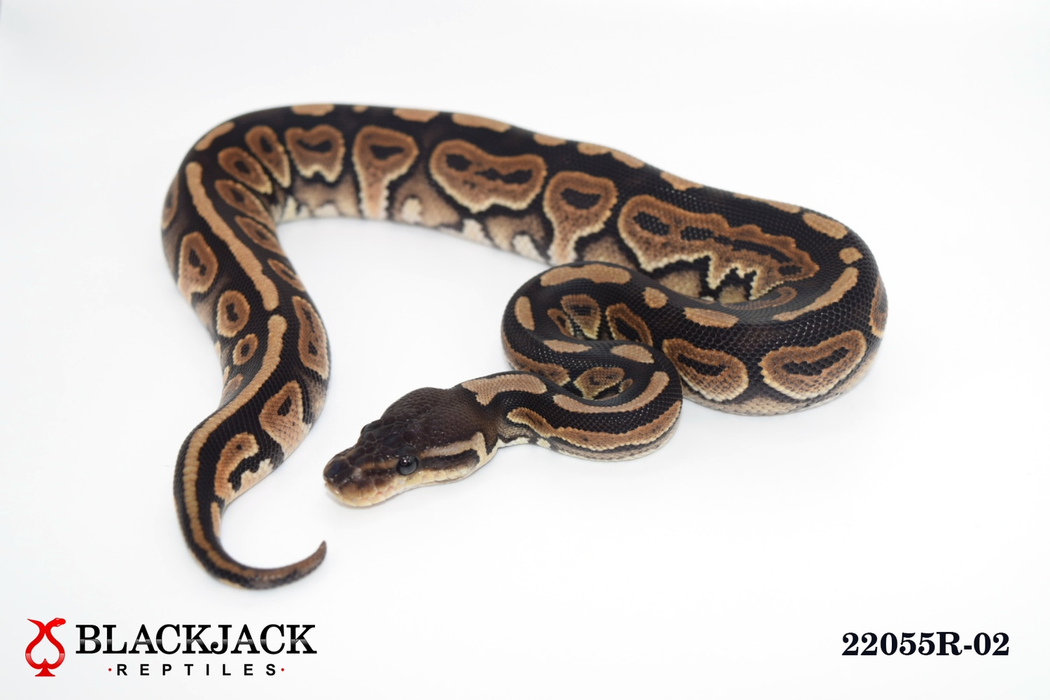 Cinnamon 100% Het Ultramel Ball Python by Blackjack Reptiles - MorphMarket