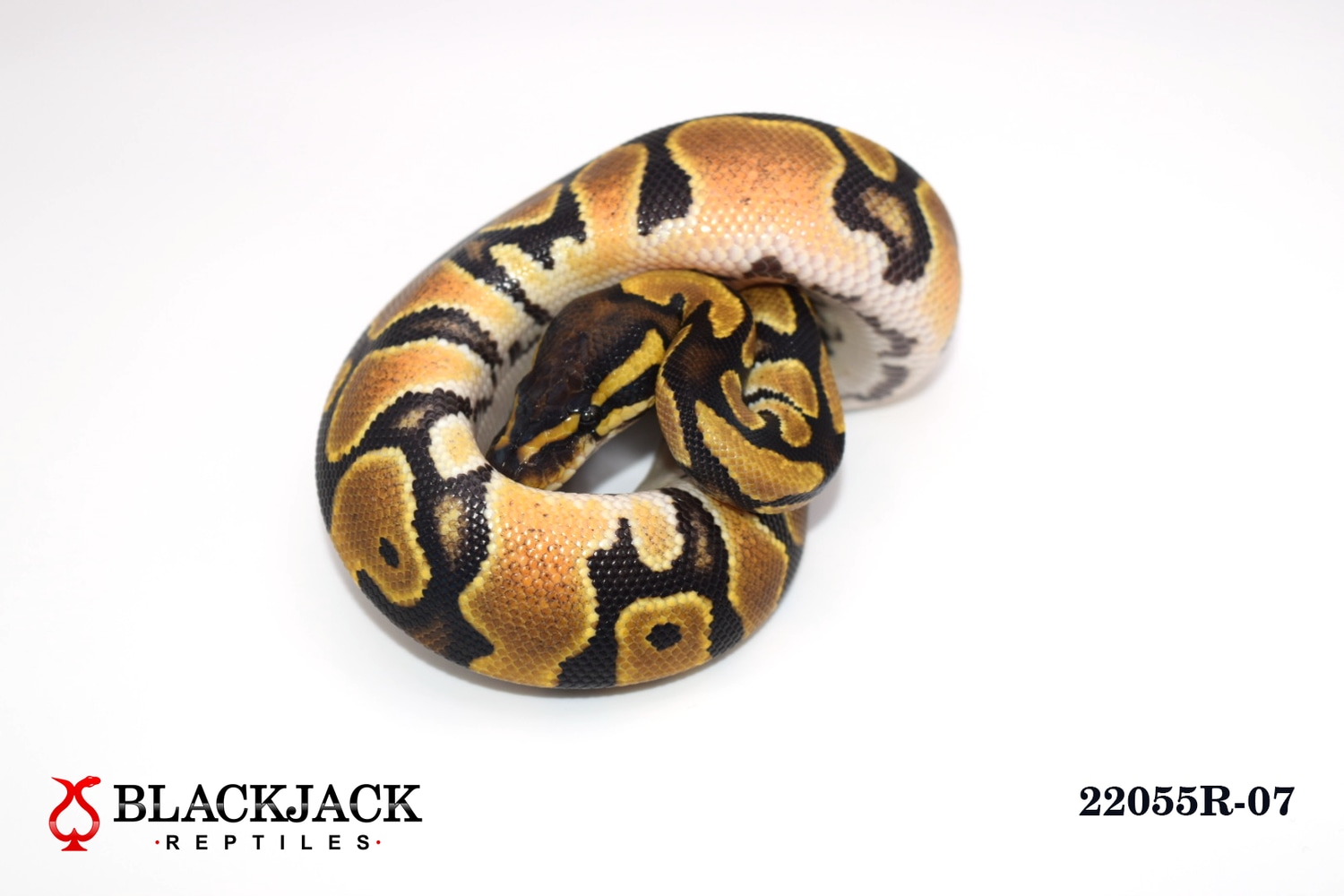 Orange Dream 100% Het Ultramel Ball Python by Blackjack Reptiles ...