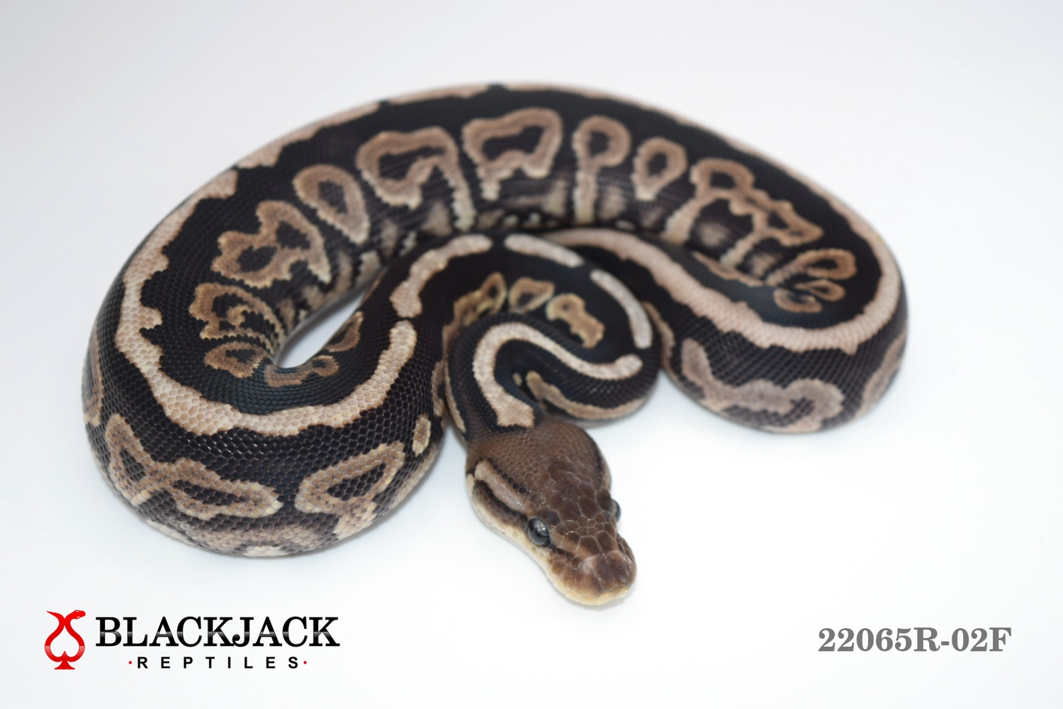 Black Pastel Spotnose Ball Python by Blackjack Reptiles - MorphMarket