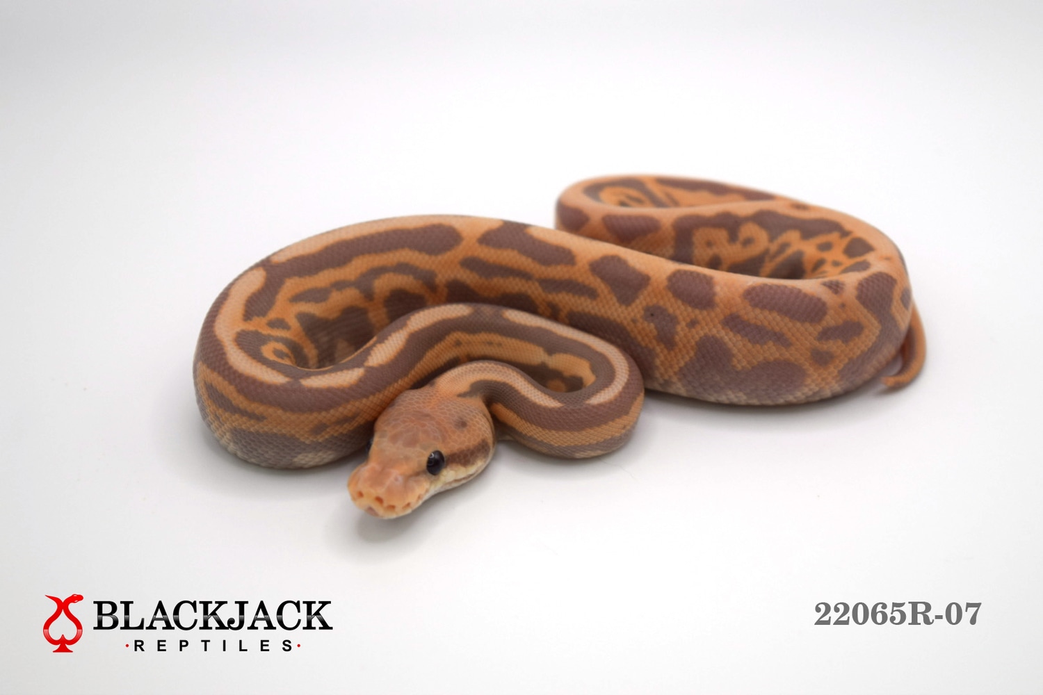 Banana Leopard Black Pastel Spotnose Ball Python by Blackjack Reptiles ...