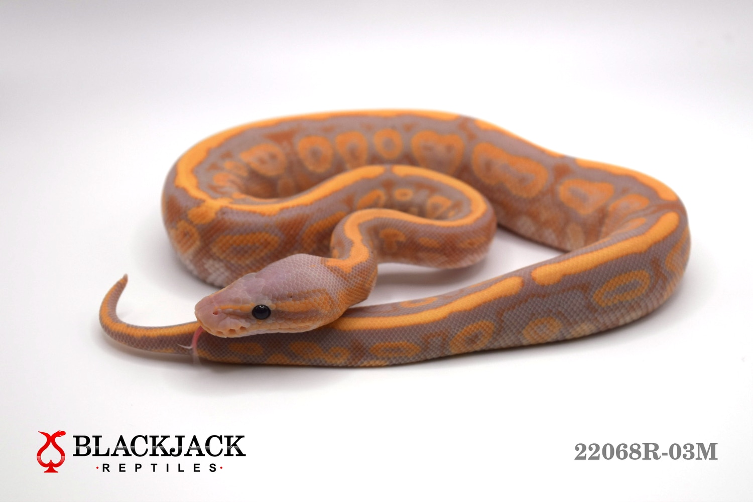 Banana Mahogany Ball Python by Blackjack Reptiles - MorphMarket