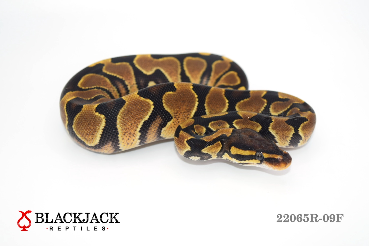 Yellow Belly Het Desert Ghost Het Hypo Ball Python by Blackjack ...