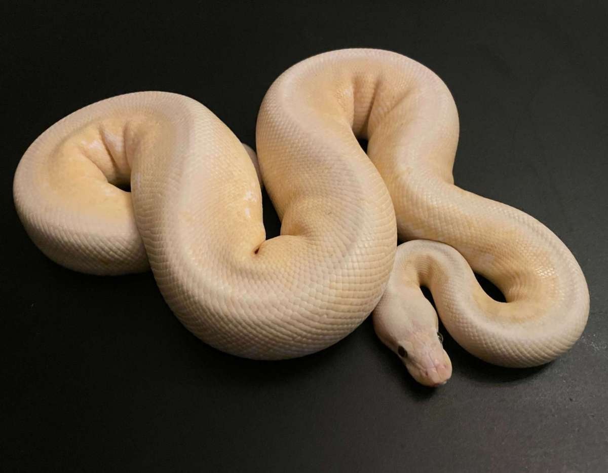 Pastel Banana Spider Pinstripe 100% Het Clown Ball Python by Blackjack ...