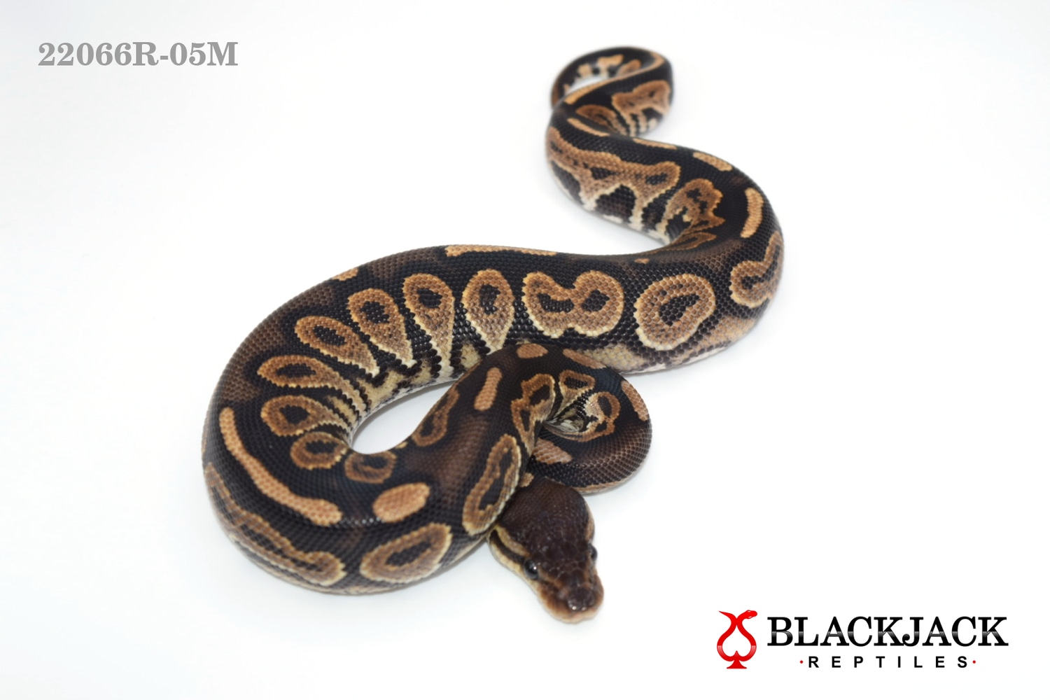 Cinnamon Het Candy Or Candino Ball Python by Blackjack Reptiles ...