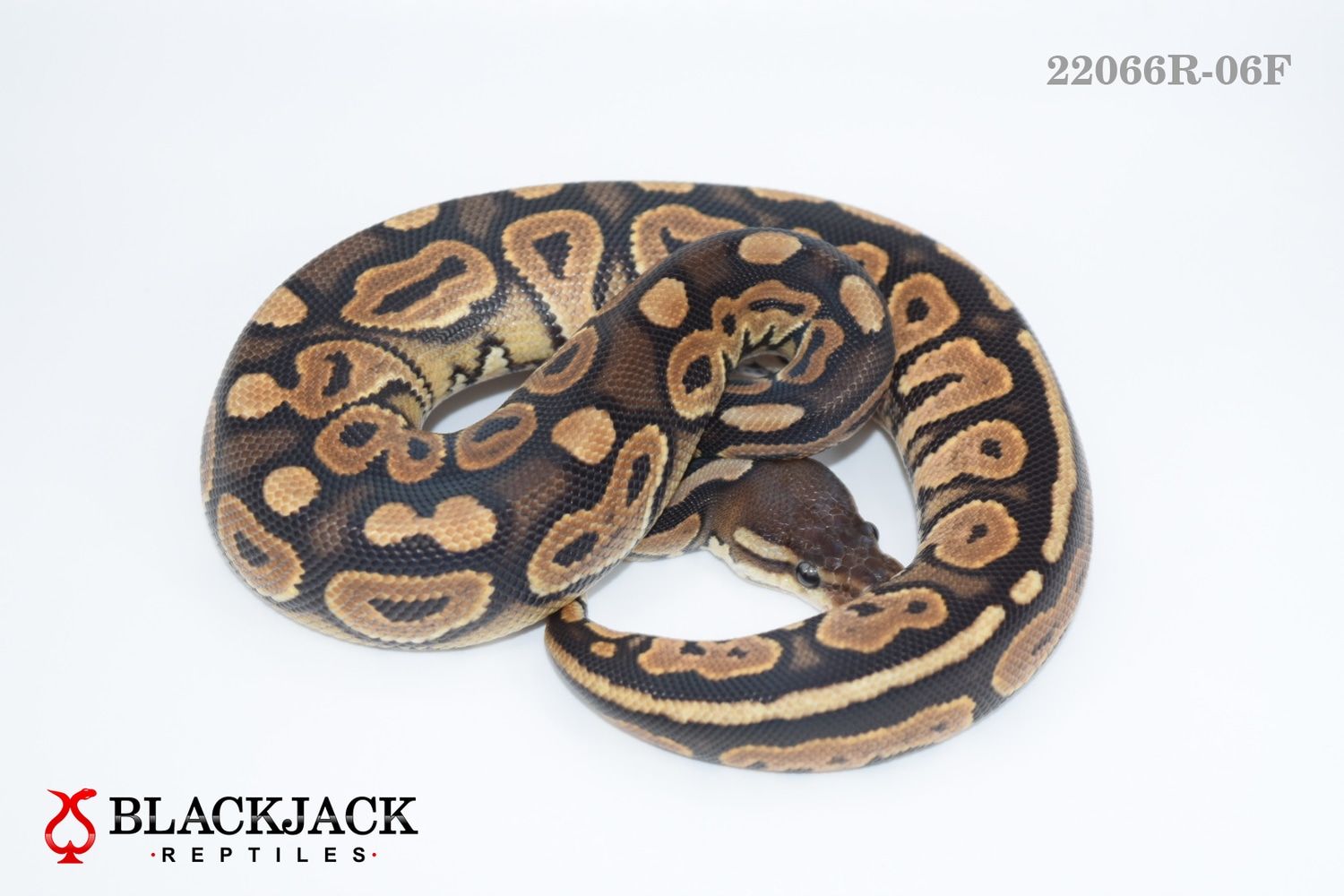 Cinnamon Het Candy Or Candino Ball Python by Blackjack Reptiles ...