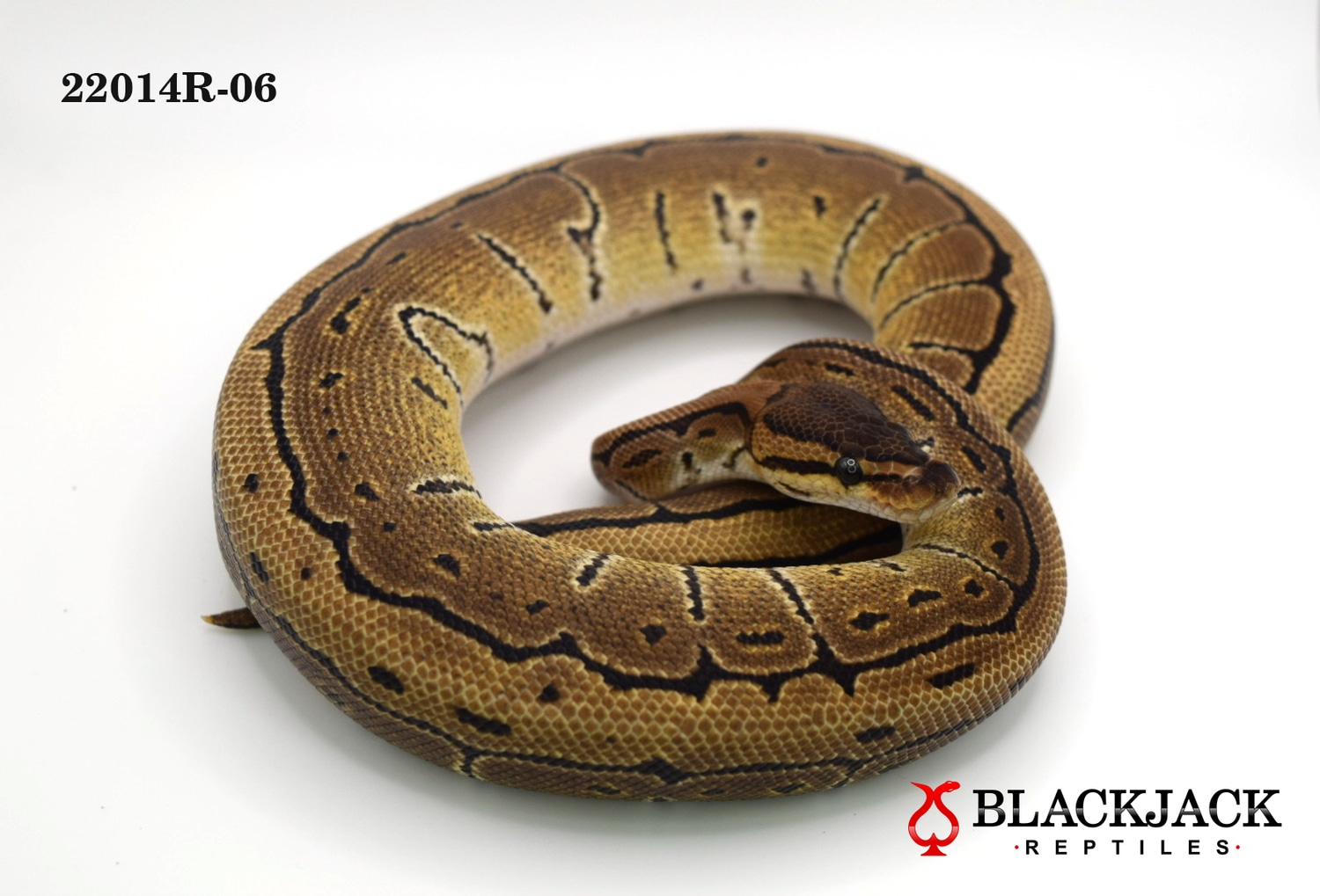 Pinstripe Het Desert Ghost Pos Het Hypo **FREE SHIPPING** Ball Python ...