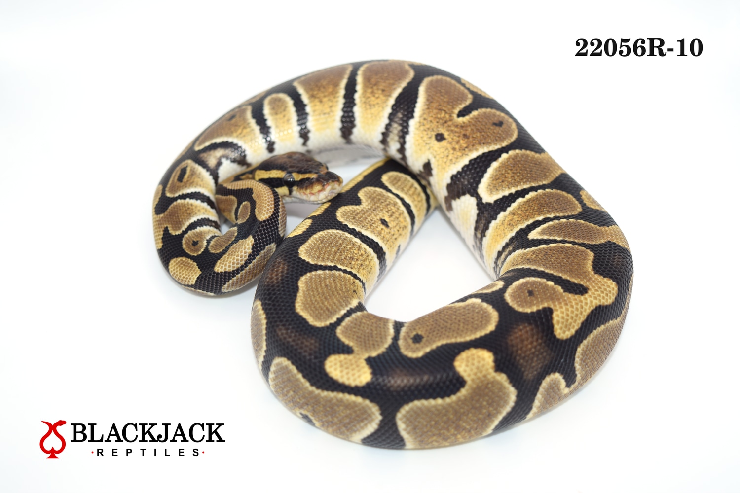 Normal 100% Het Desert Ghost 100% Het Hypo **FREE SHIPPING** Ball ...