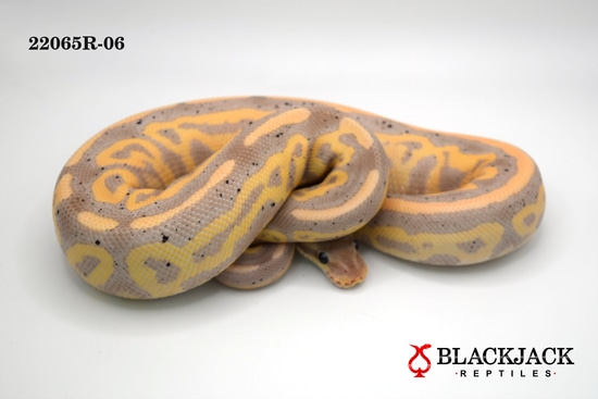 Banana Cinnamon Leopard Ball Python by Blackjack Reptiles