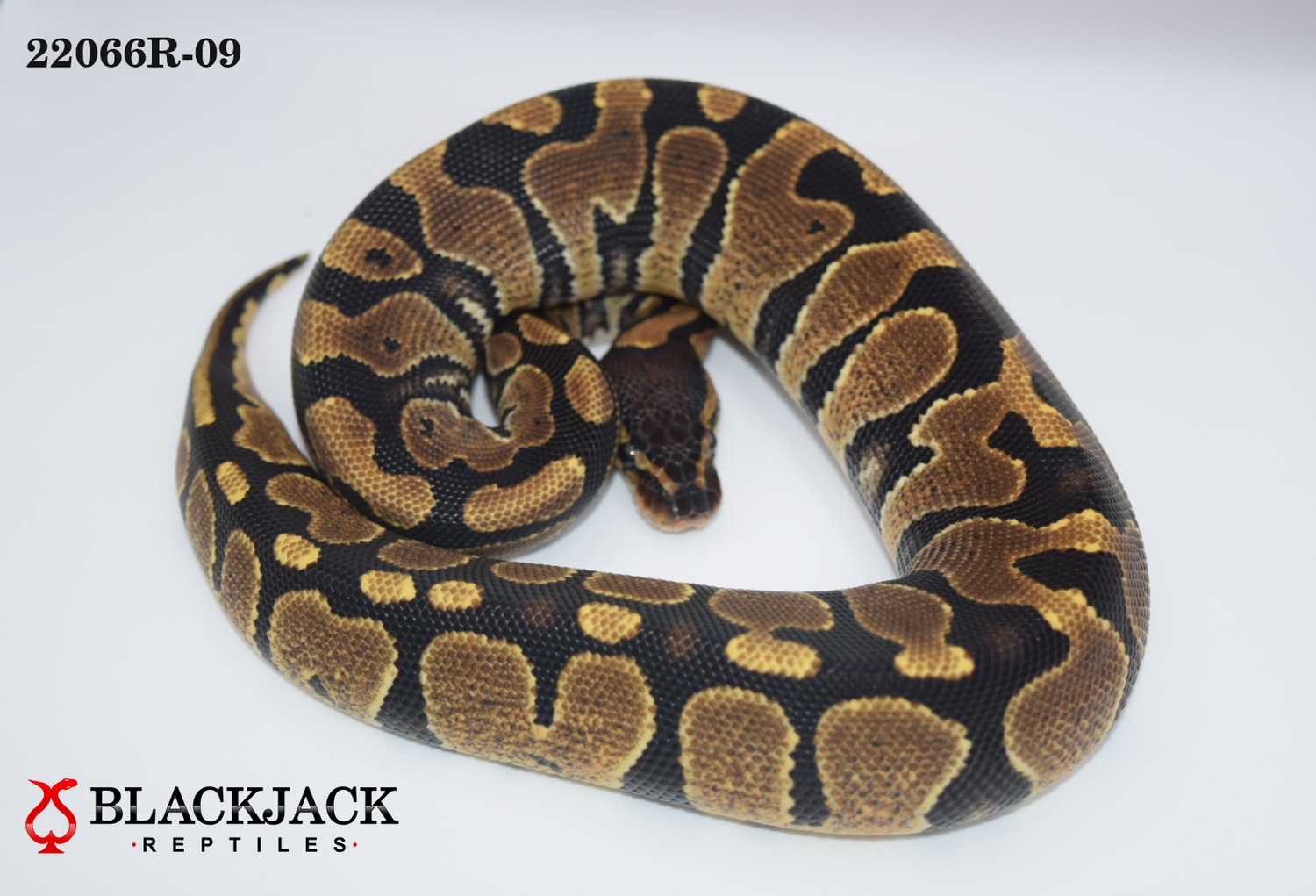 Het Candy Or Candino **FREE SHIPPING** Ball Python by Blackjack ...