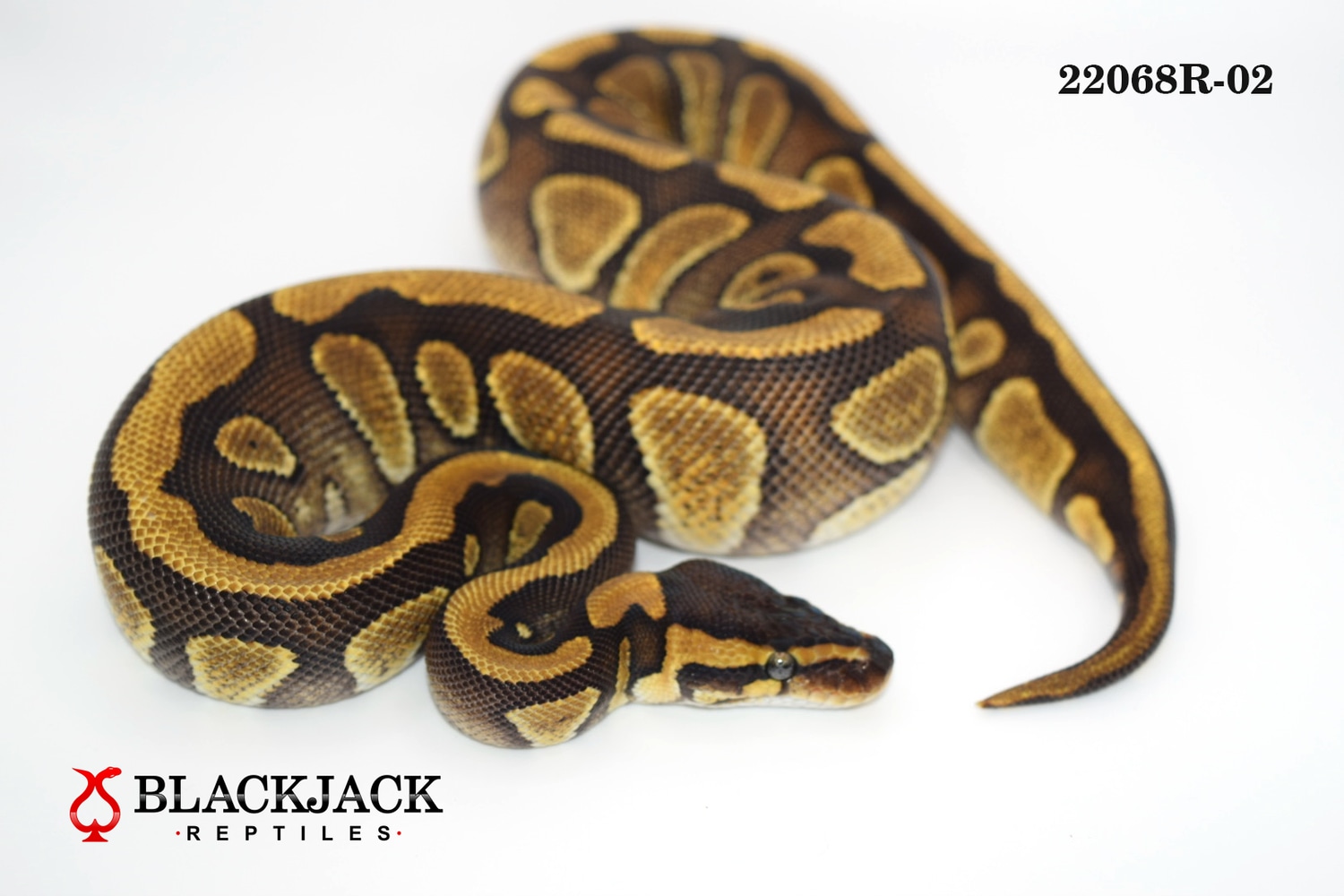 Mahogany Ball Python by Blackjack Reptiles - MorphMarket