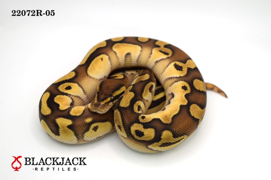 Orange Dream Butter **FREE SHIPPING** Ball Python by Blackjack Reptiles