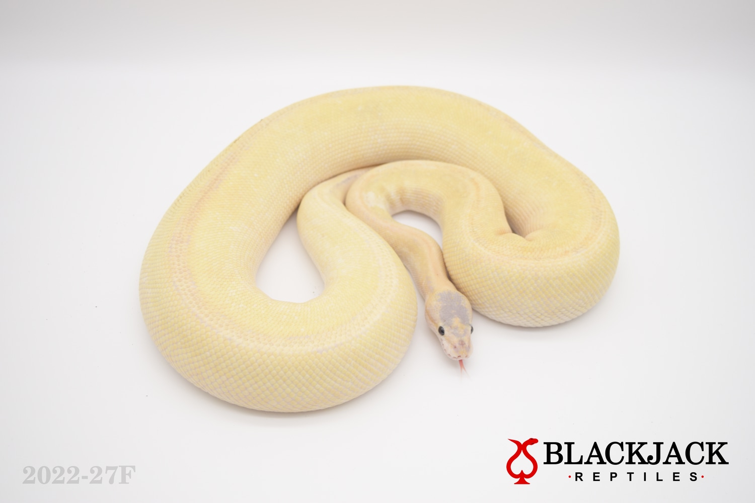 Banana Mystery Ball Python by Blackjack Reptiles - MorphMarket