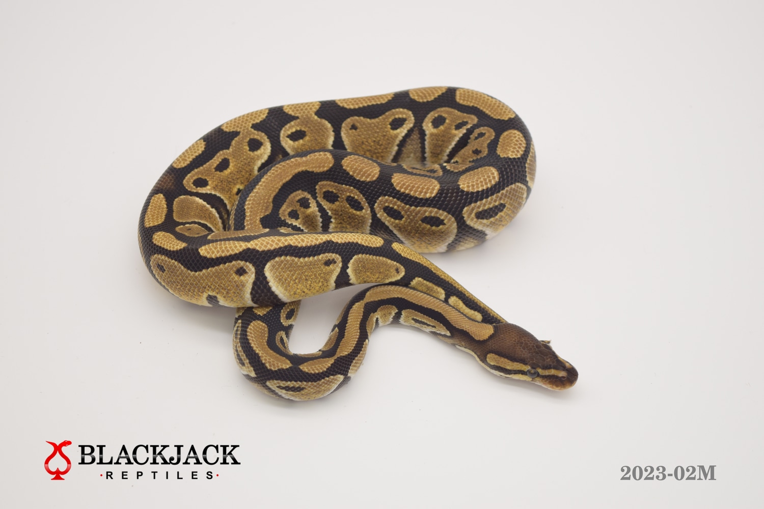 Double Het G-Stripe Clown Ball Python by Blackjack Reptiles - MorphMarket