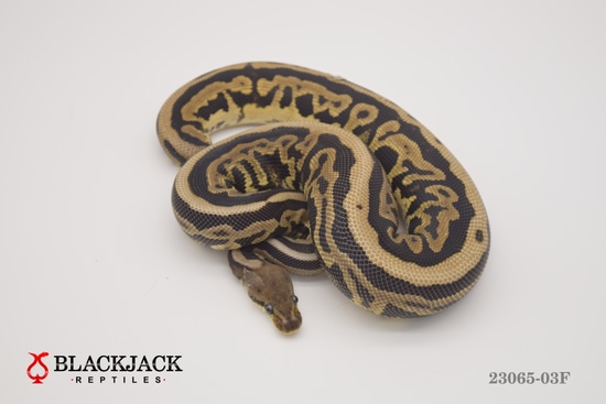 Black Pastel Leopard Spotnose Ball Python by Blackjack Reptiles