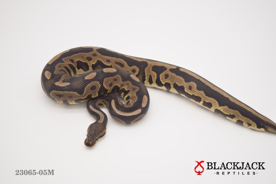 Cinnamon Leopard Ball Python by Blackjack Reptiles