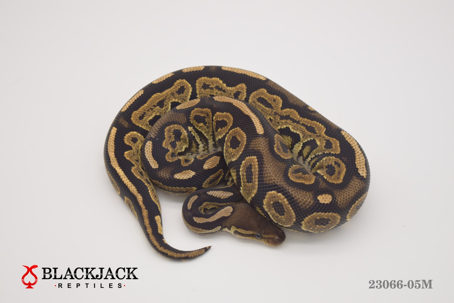 Cinnamon Het Candy Or Candino Ball Python by Blackjack Reptiles ...