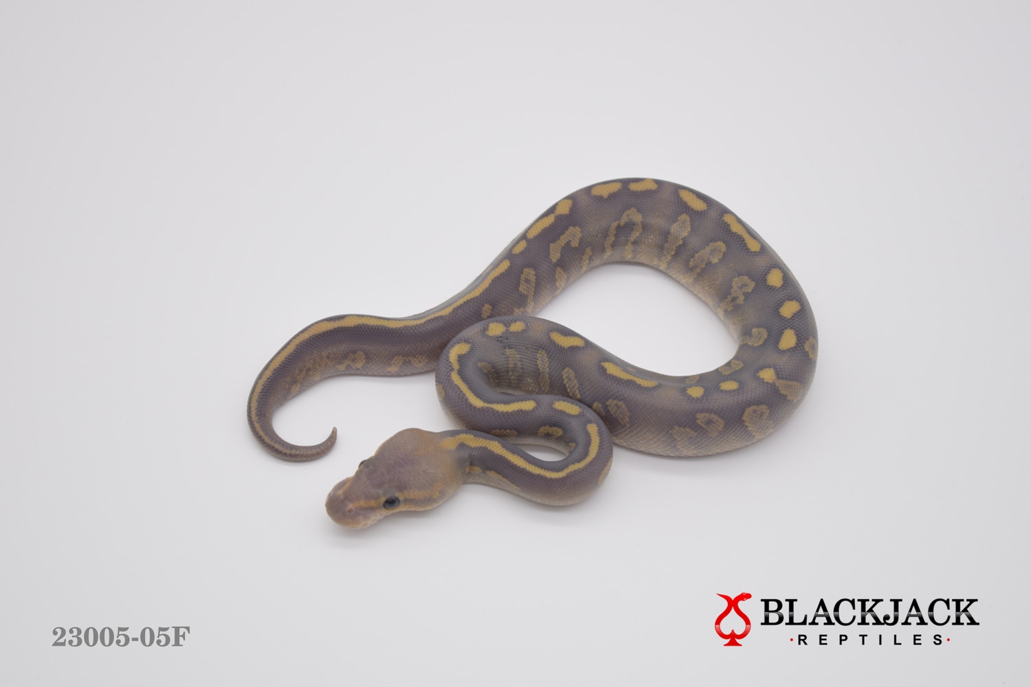 Super Chocolate Hypo Ball Python by Blackjack Reptiles - MorphMarket
