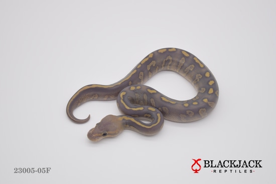 Super Chocolate Hypo Ball Python by Blackjack Reptiles