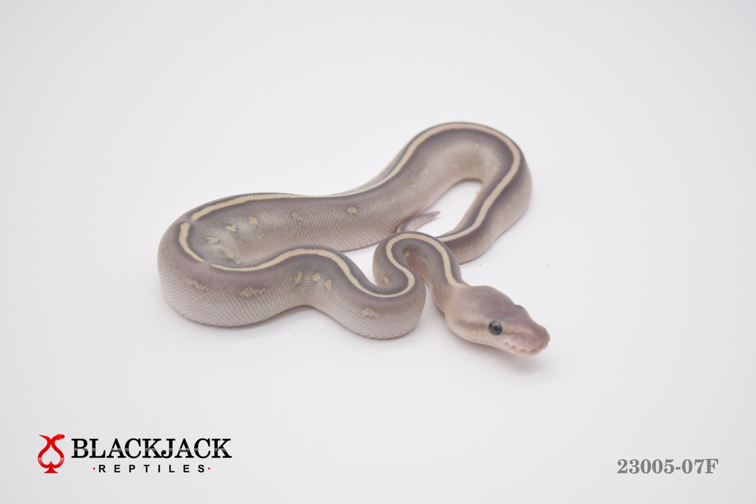 Super Chocolate Butter Hypo Ball Python by Blackjack Reptiles - MorphMarket