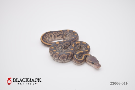 Chocolate Cinnamon Hypo Ball Python by Blackjack Reptiles