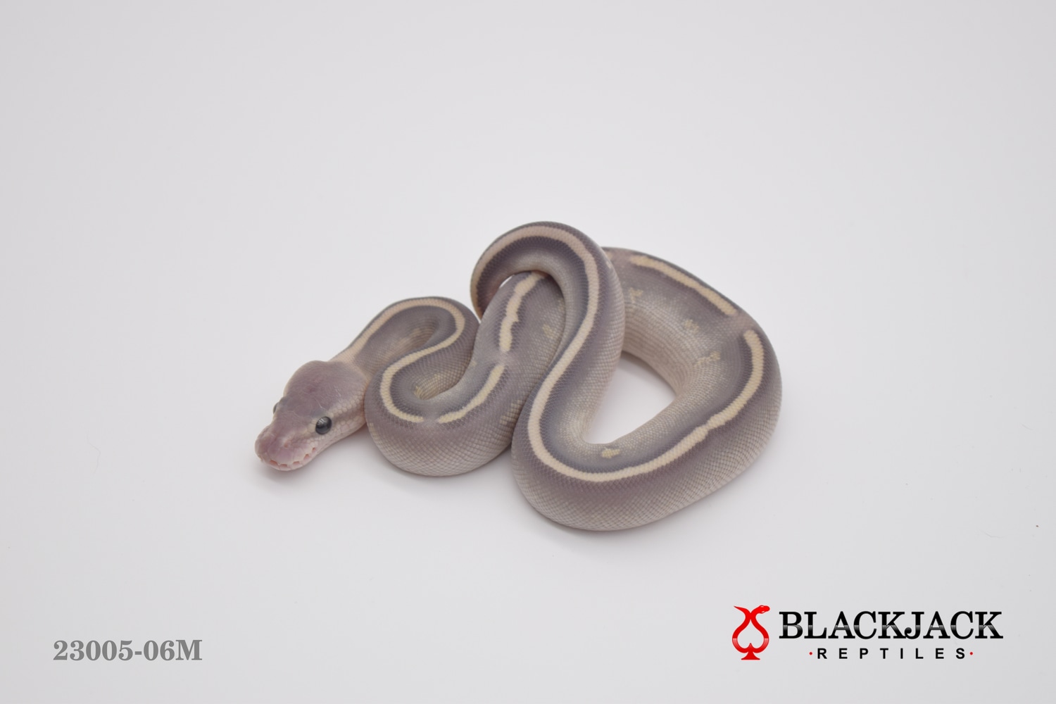 Super Chocolate Butter Hypo Ball Python by Blackjack Reptiles - MorphMarket