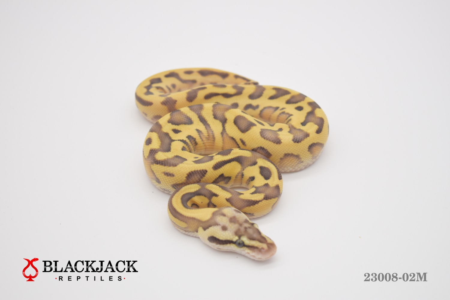 Pastel Enchi Fire Mojave Leopard 100% Clown 50% Hypo Ball Python by ...