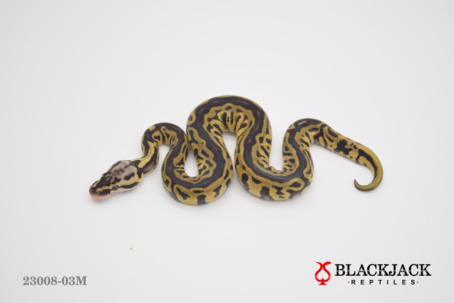 Pastel Fire Leopard Blade 100% Clown 50% Hypo Ball Python by Blackjack Reptiles - MorphMarket