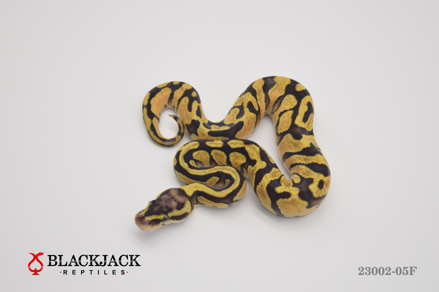 Pastel Enchi Asphalt 50% Het Clown DG Poss Het VPI Ball Python by ...